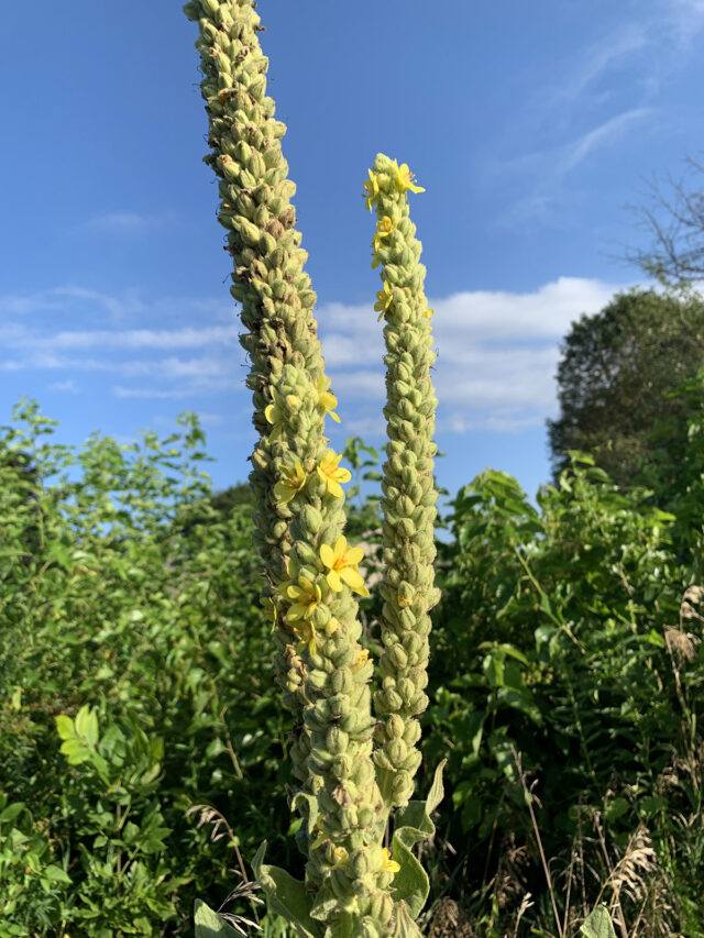 Growing the Mullein Plant: Medicinal Uses and More - Countryside